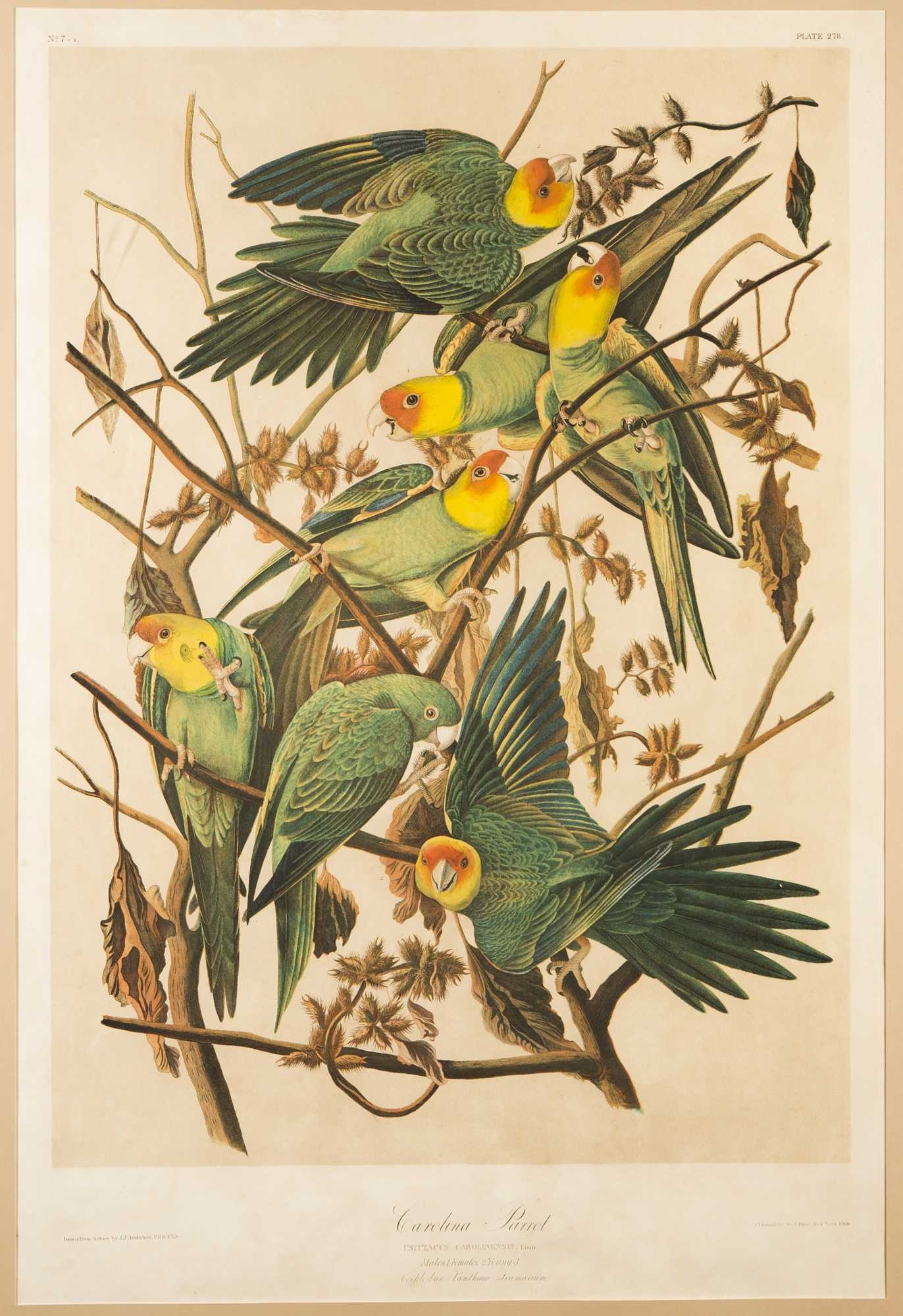 John James Audubon | Carolina Parrot (1860) | MutualArt