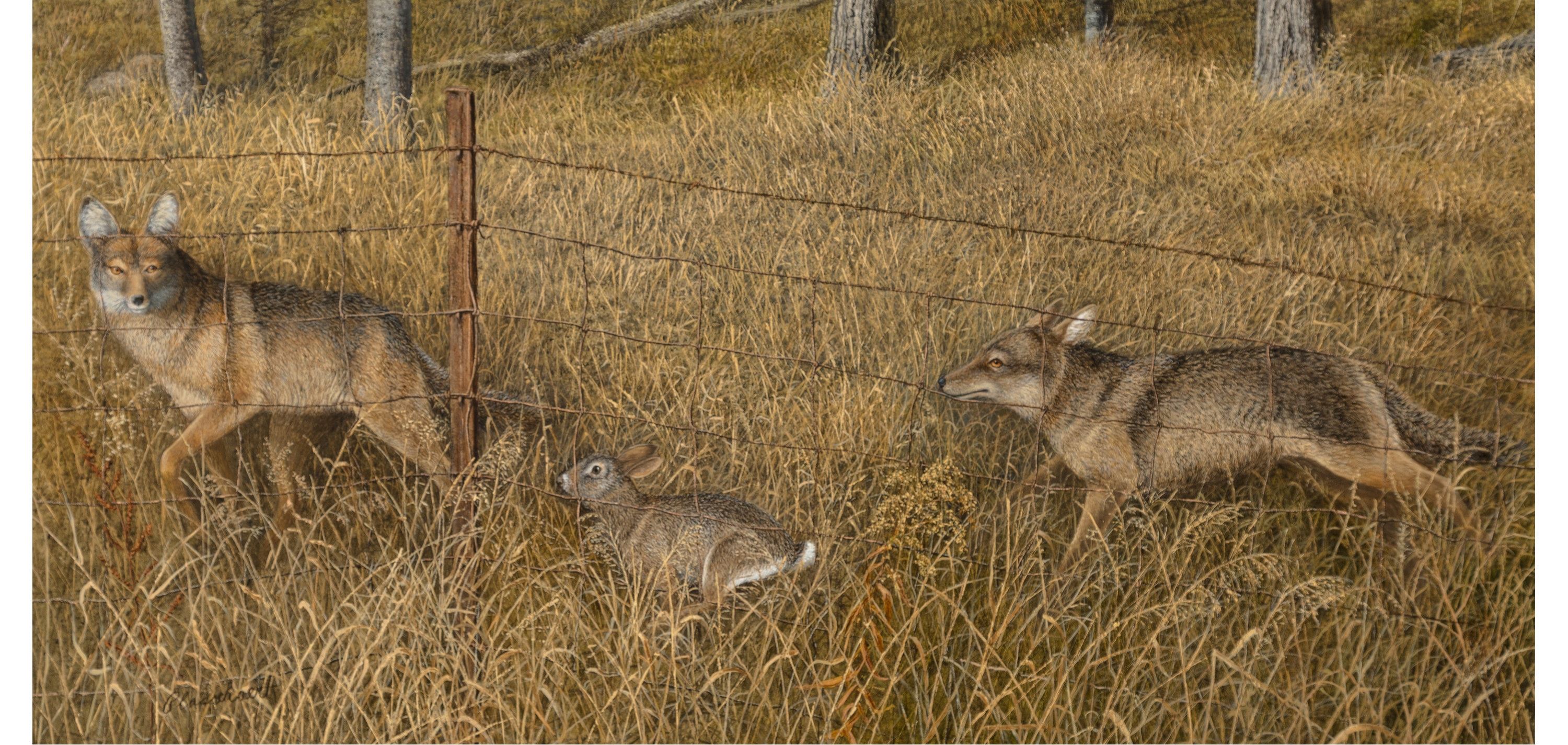 Richard Plasschaert | Coyotes with Rabbit | MutualArt