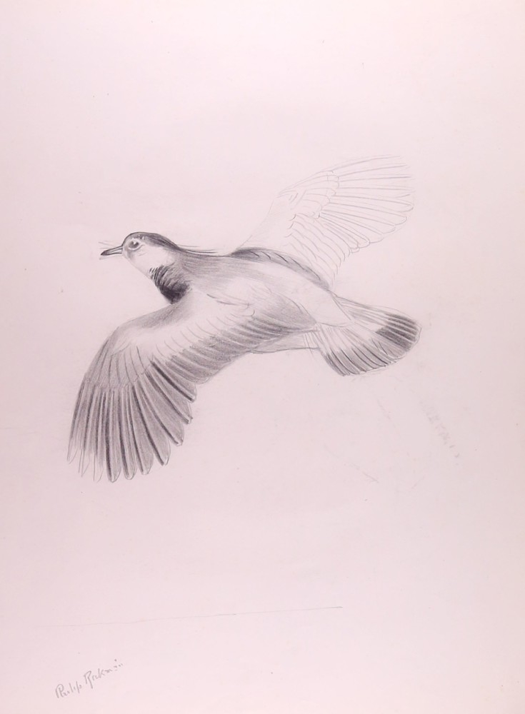 Flying Dove Pencil Drawing