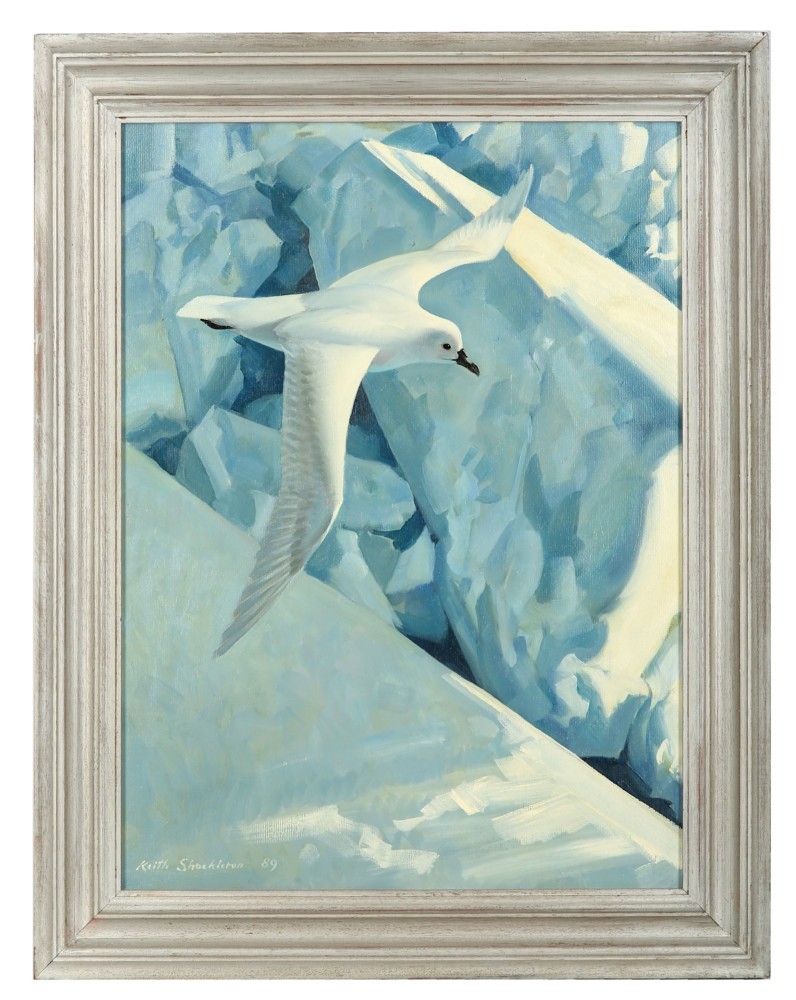 Keith Shackleton | 3 works: An Icelandic Snow Petrel, Low Tide at Ford ...