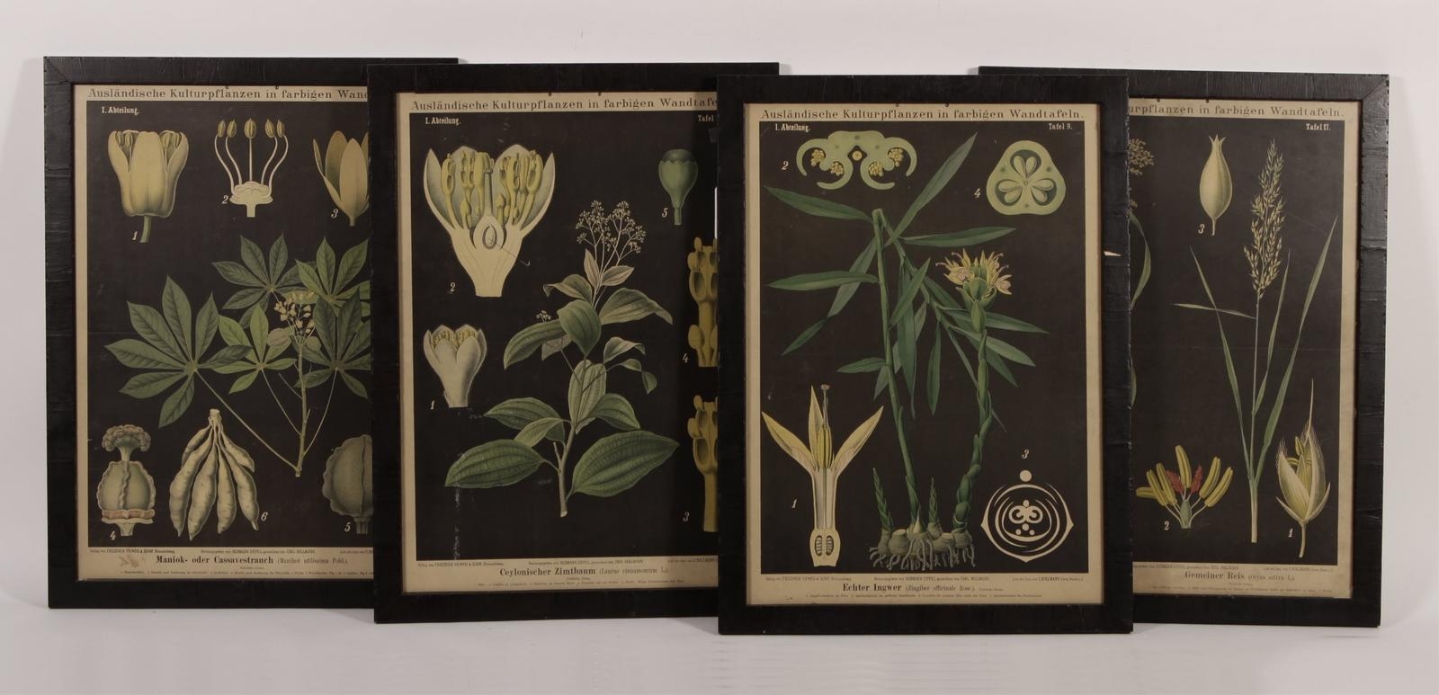 Vieweg & Sohn Friedrich | Group of Four Botanical Prints | MutualArt
