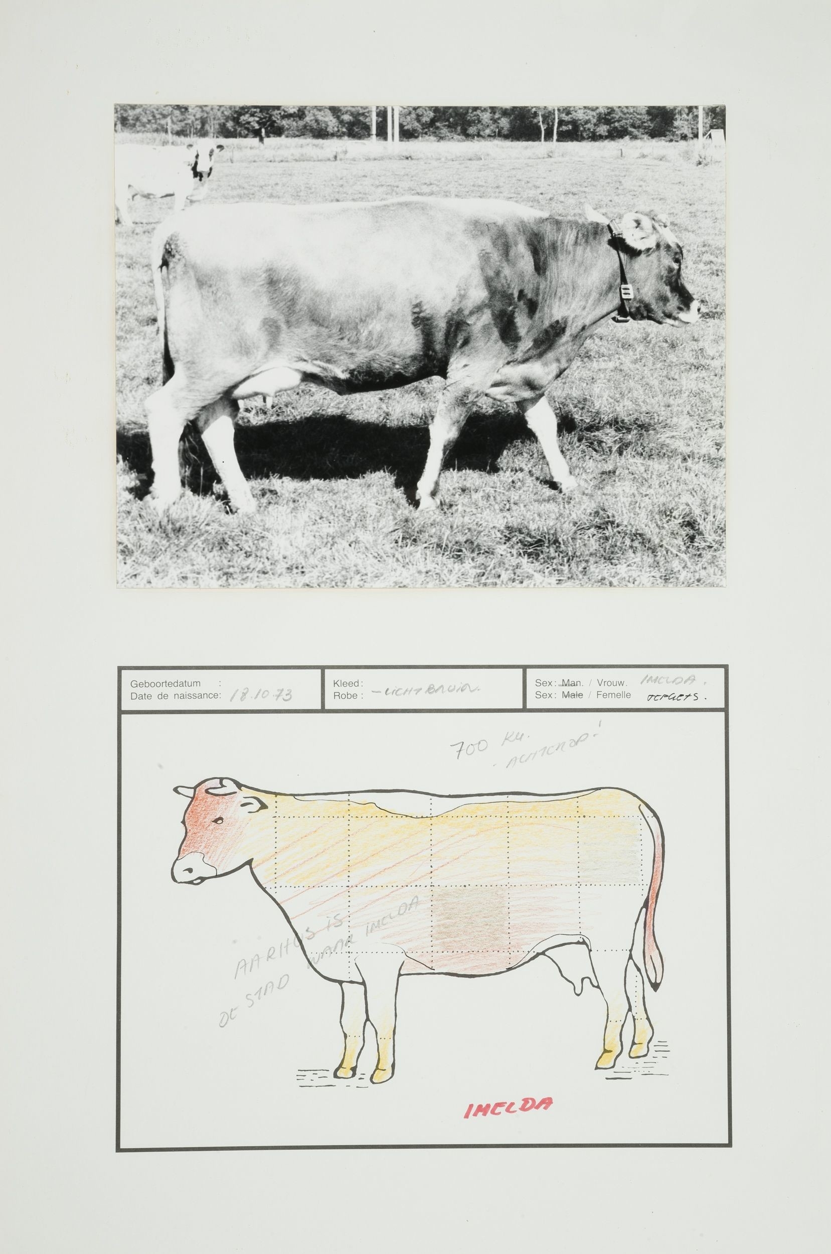 Jef Geys | Koeienpaspoort (Cow passport) | MutualArt
