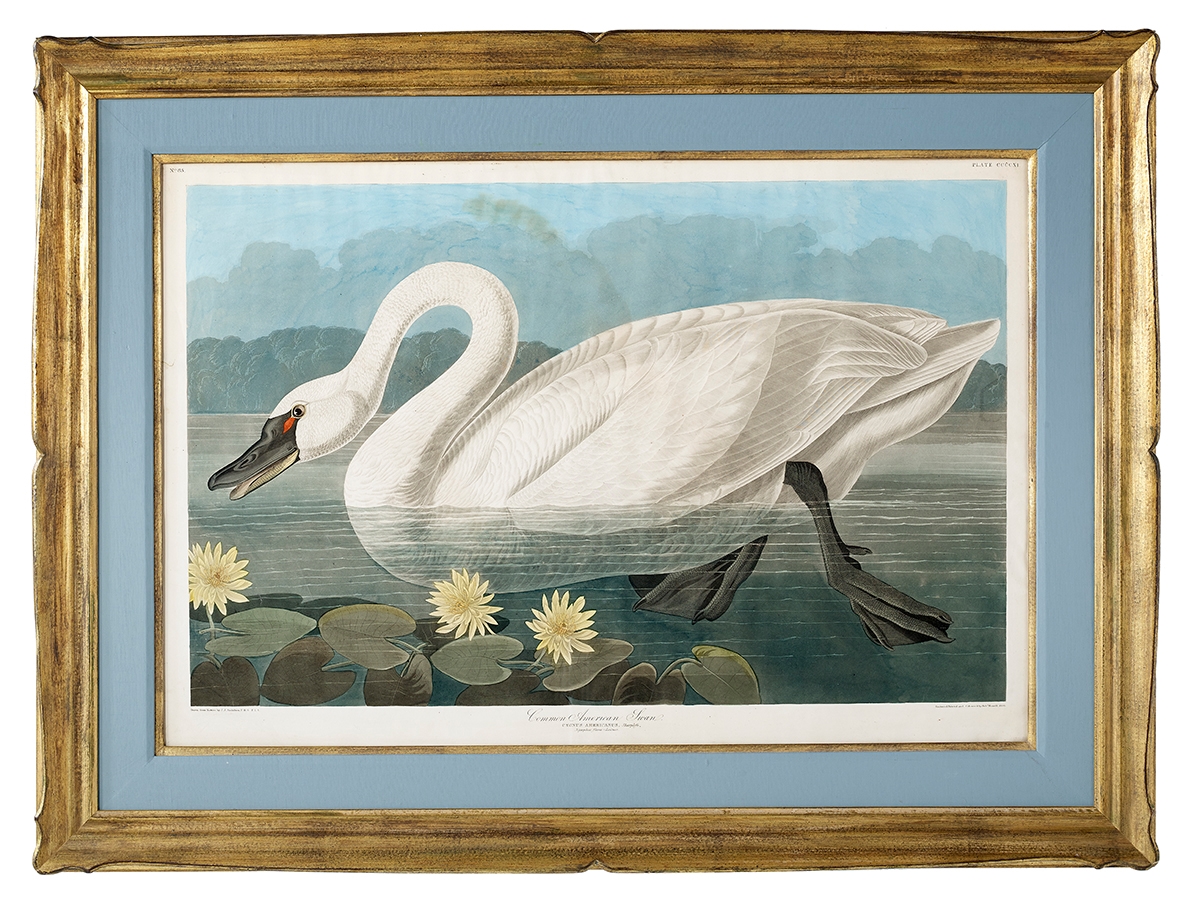John James Audubon | Common American Swan (1838) | MutualArt