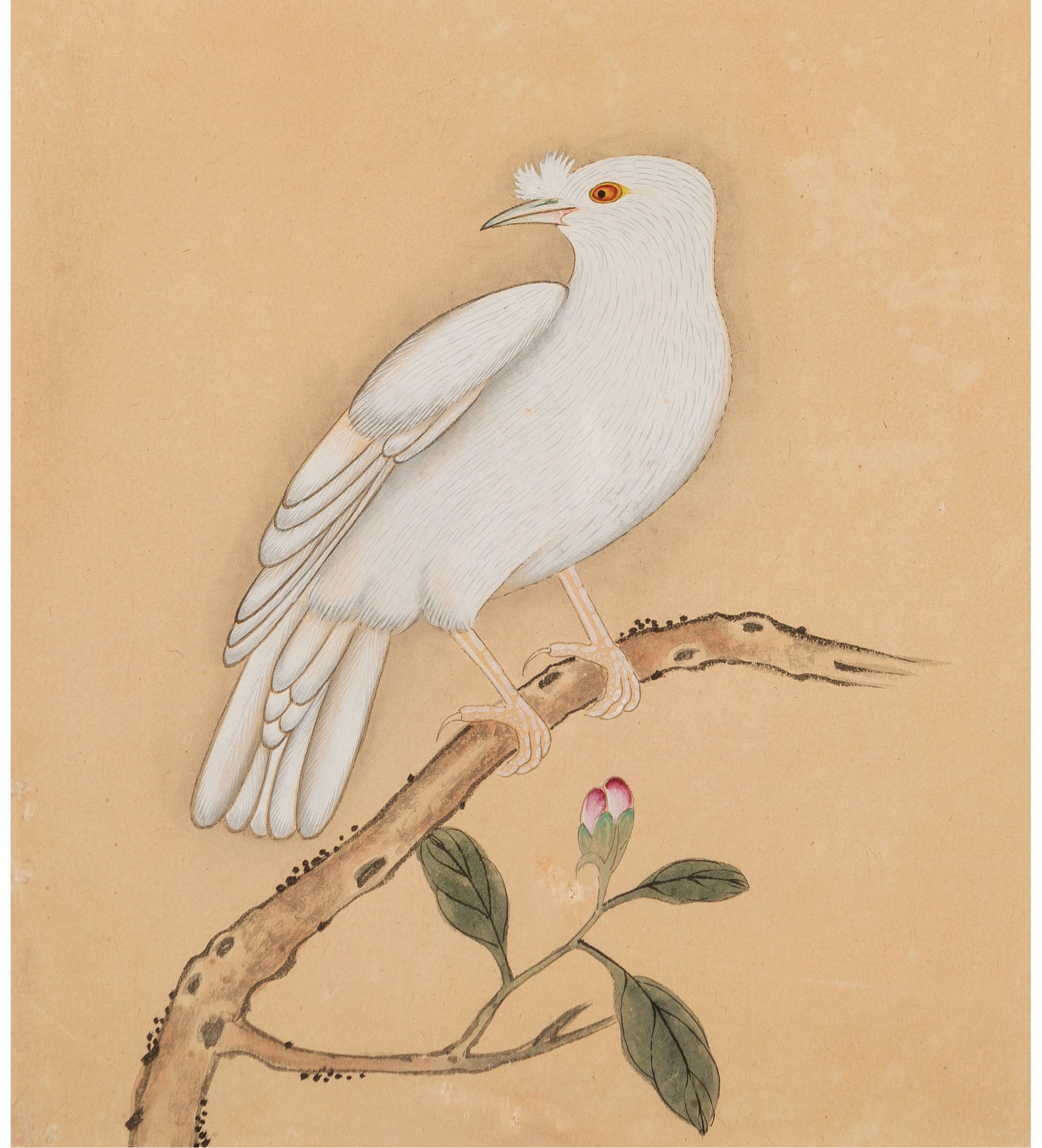 Chinese School | Six Chinese Paintings of Bird | MutualArt