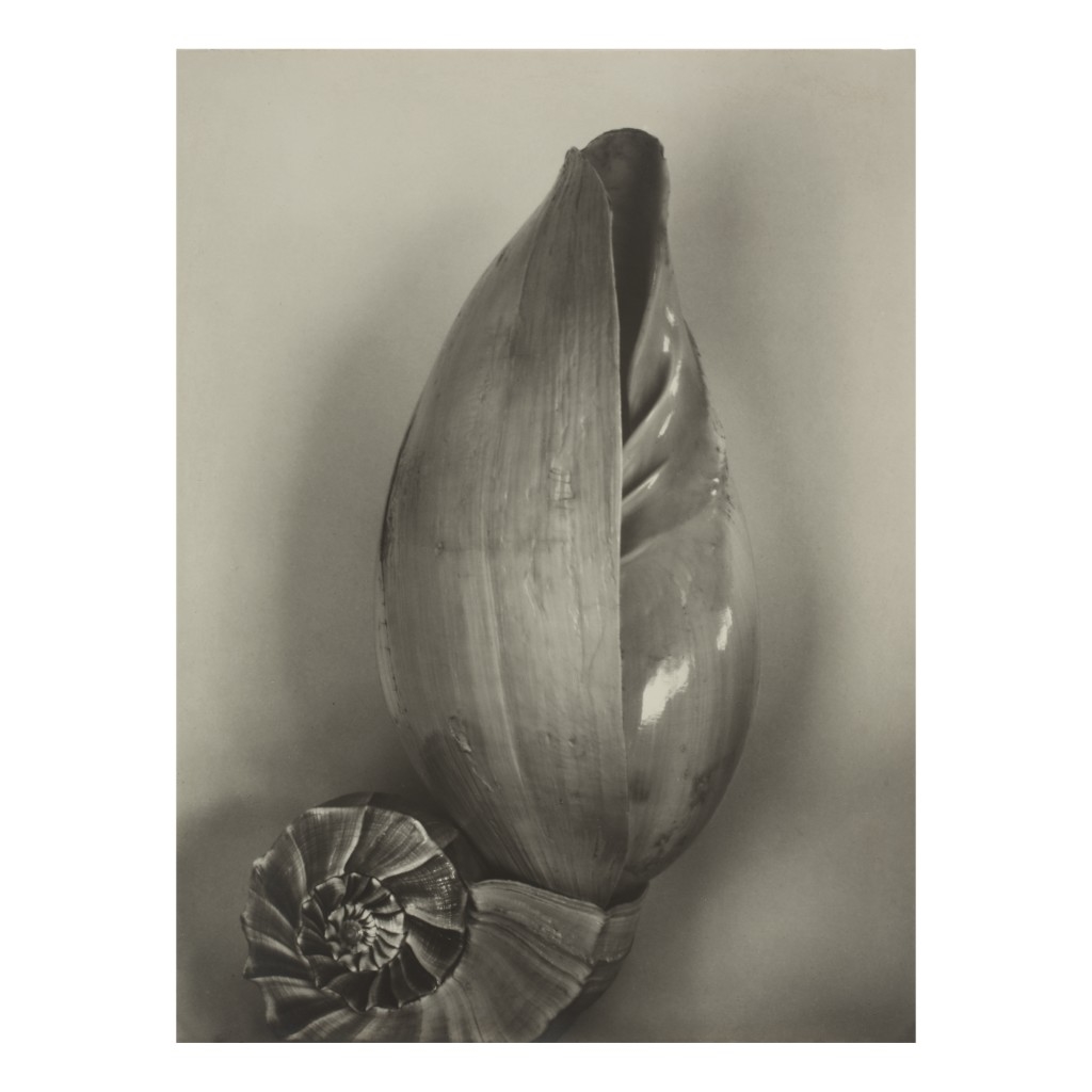Edward Weston | SHELLS (3S) (1927) | MutualArt