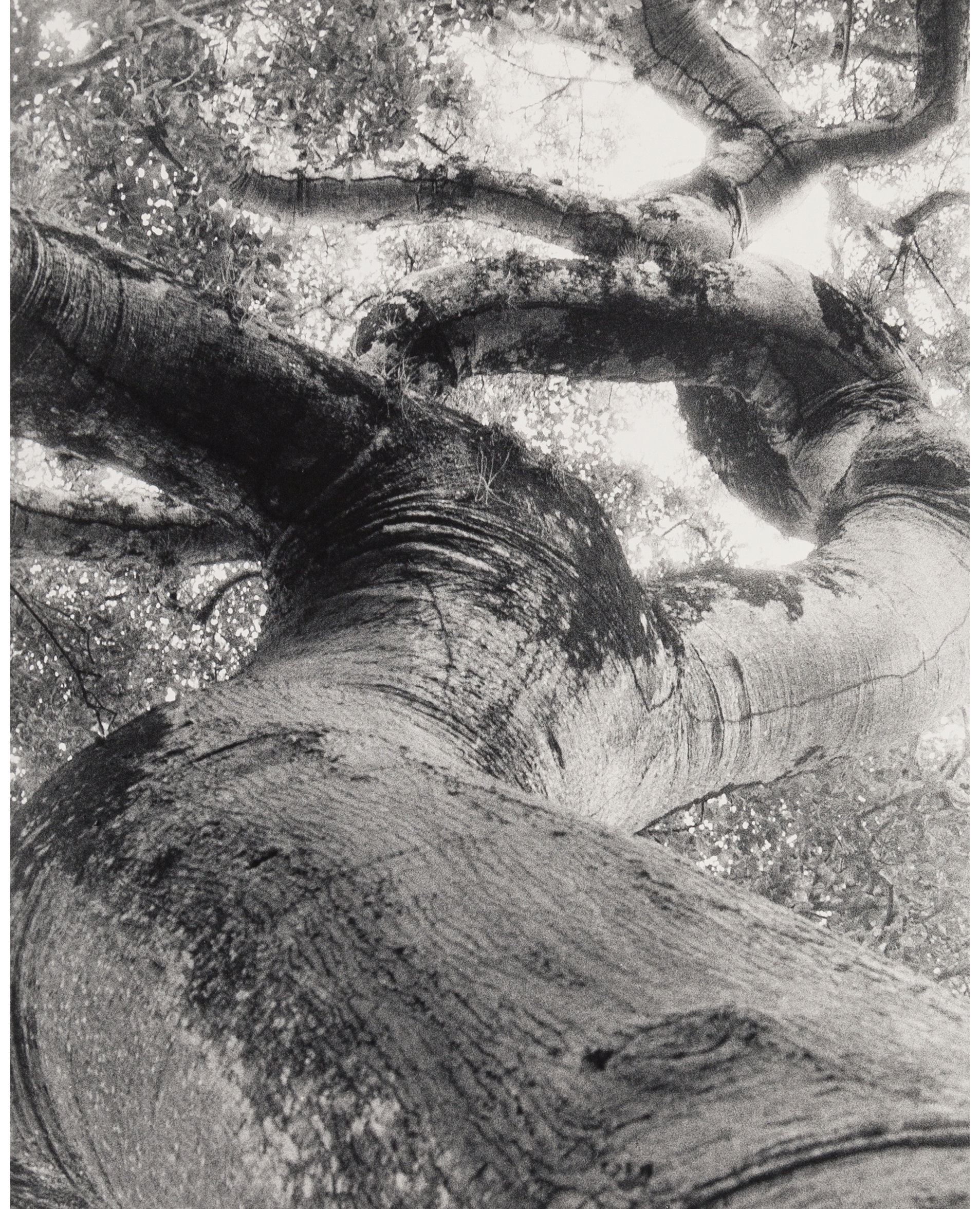 Fernando Bengoechea | Honduras | MutualArt