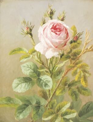 Anthonore Christensen | A Pink Rose with Buds | MutualArt