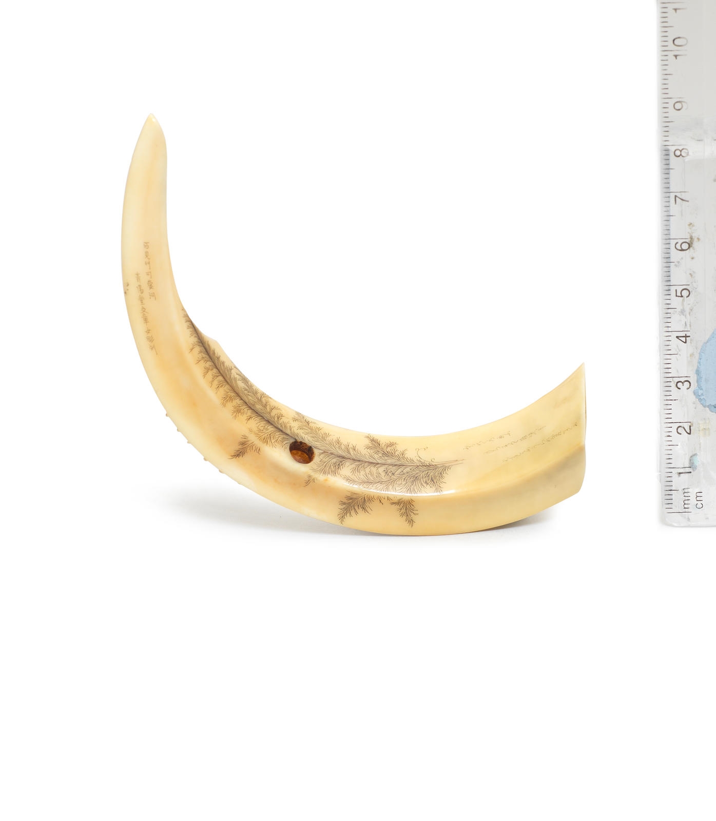 Seiyodo Bunshojo | A boar-tusk netsuke of a centipede and ferns with a ...