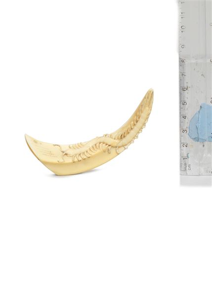 Seiyodo Tomiharu | A boar-tusk netsuke with a centipede | MutualArt