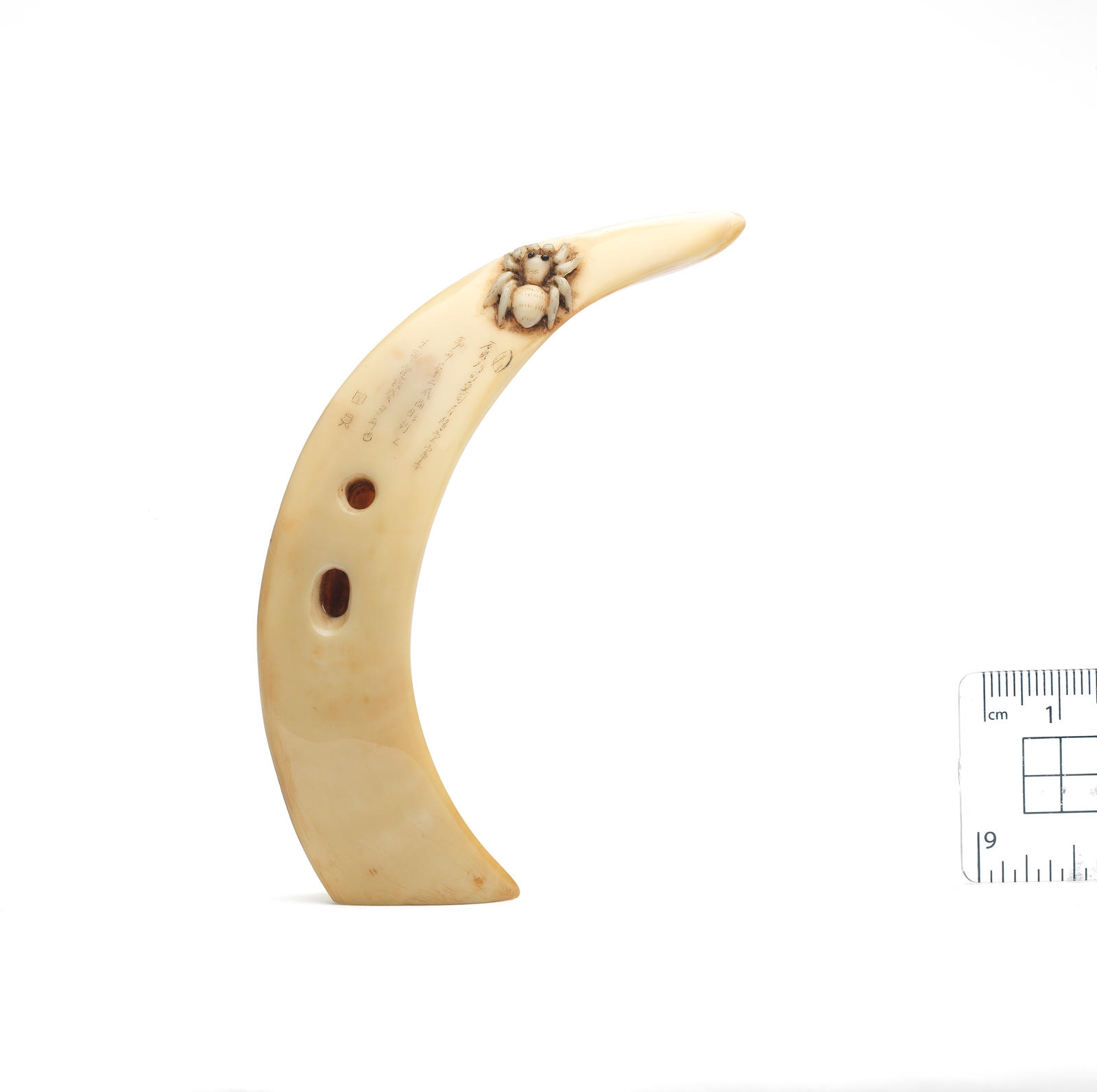 Seiyodo Tomiharu | A boar-tusk netsuke with a spider | MutualArt