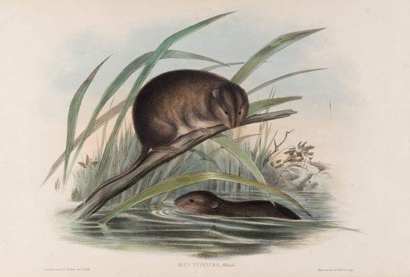 Gould John | 2 works: Dusky-footed Rat - Mus Fuscipes ; Fulvous Beaver ...