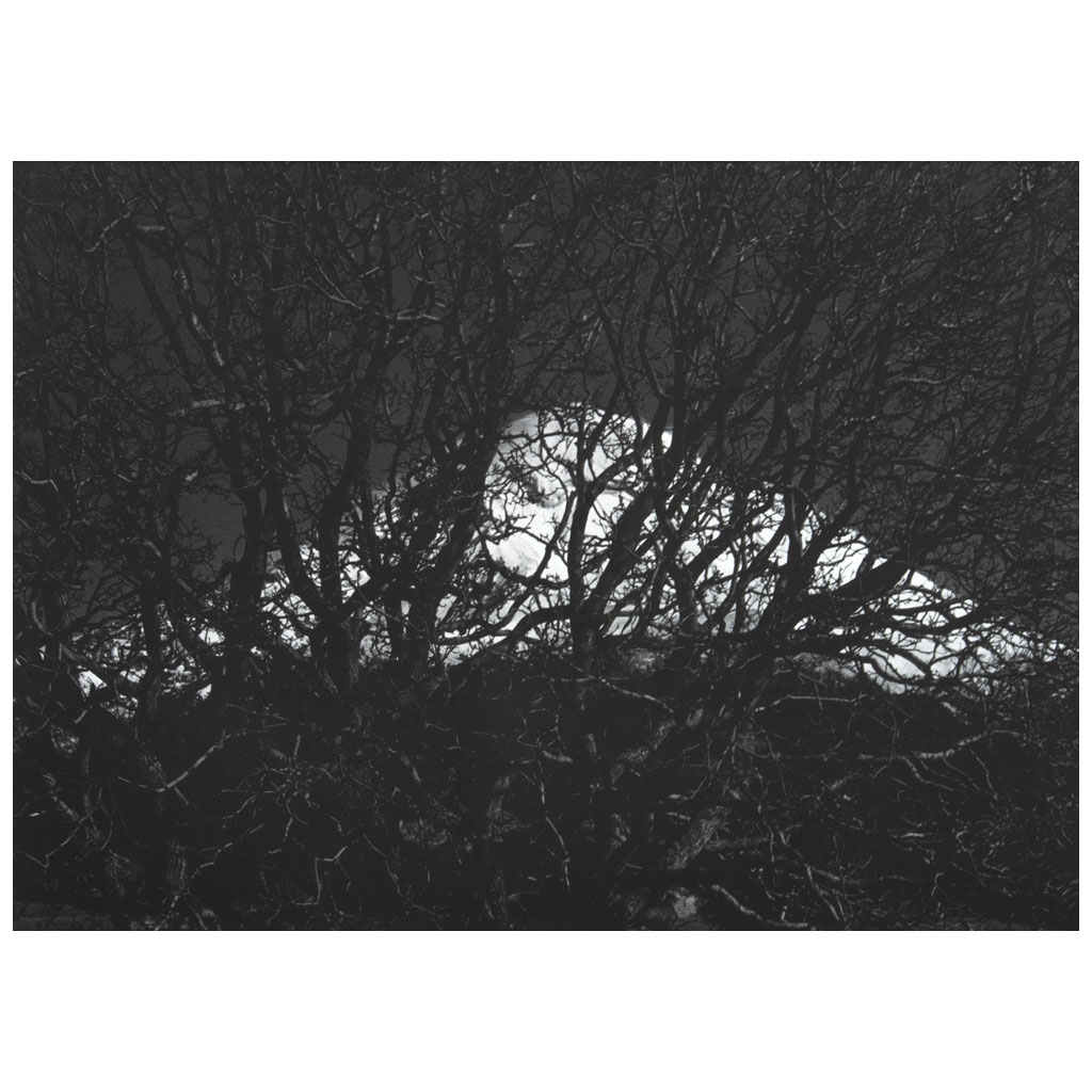 Miguel Ángel Antúnez | Árbol traslúcido (1994) | MutualArt