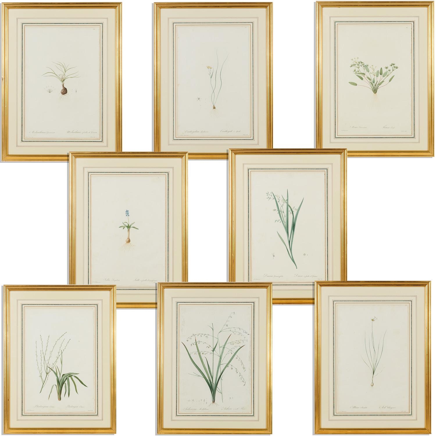 Pierre-Joseph Redoute | 8 Works: Botanical prints | MutualArt