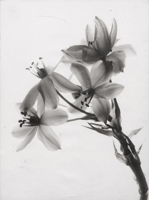 Lou Landauer | Photograms of flowers | MutualArt