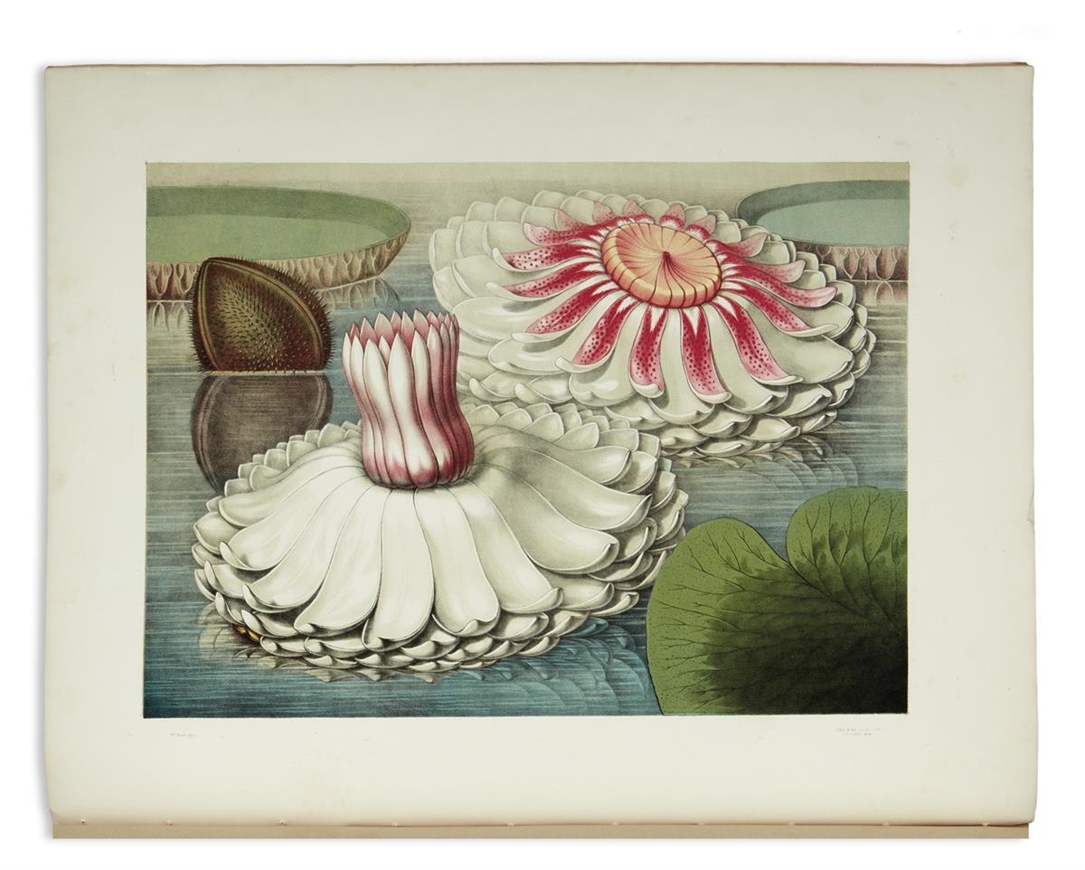 William Sharp | Victoria Regia; or the Great Water Lily of America ...