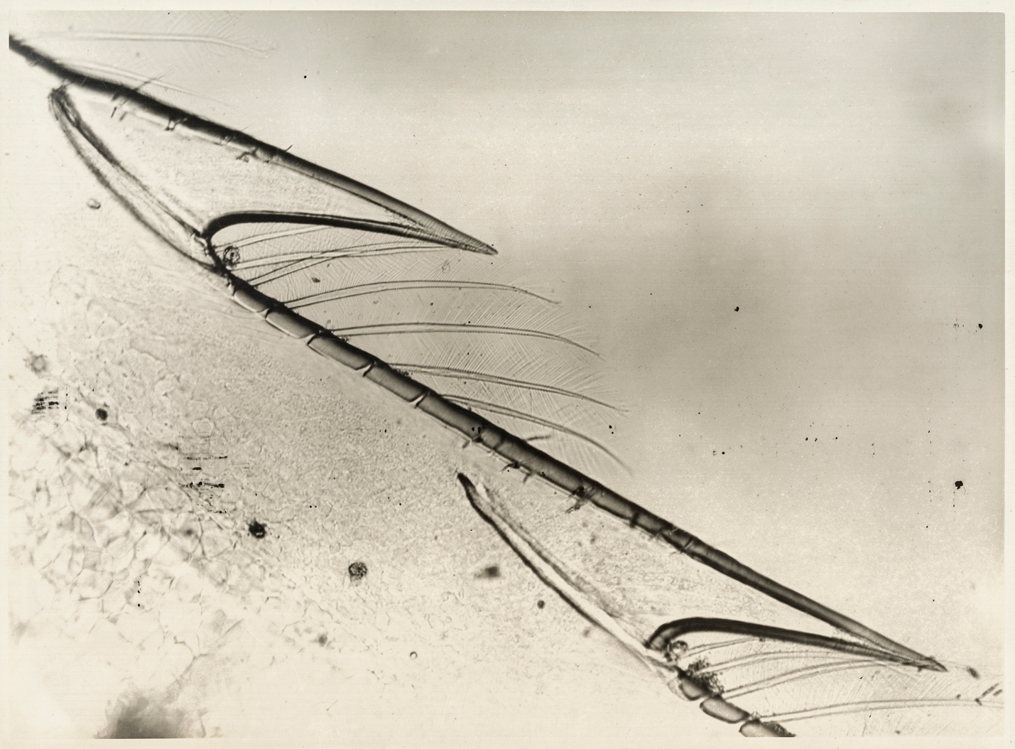 Eli Lotar | Rostre sur le nez de la crevette | MutualArt