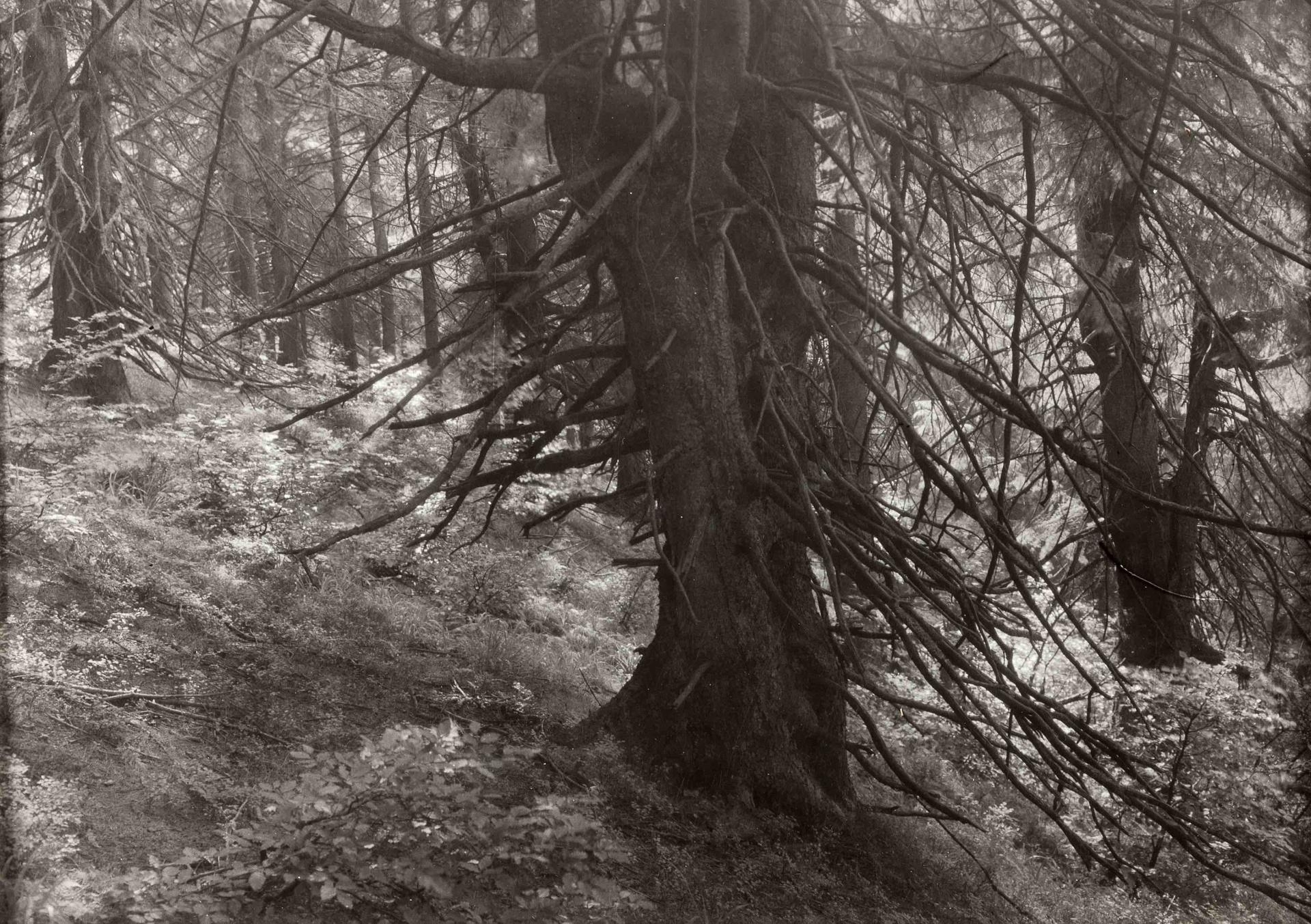 Josef Sudek | Sans titre. La forêt de Mionsi 13ème version | MutualArt
