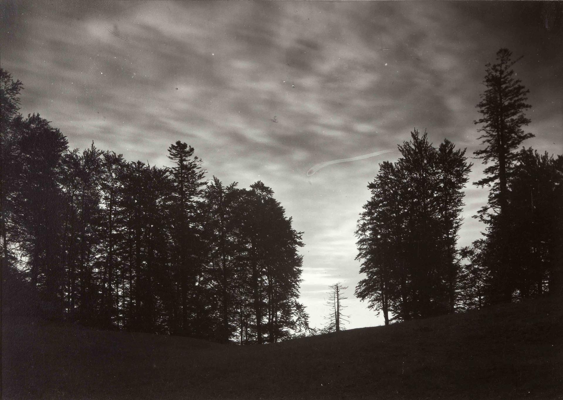 Josef Sudek | Sans titre. La forêt de Mionsi 13ème version | MutualArt