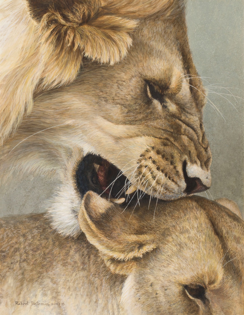 Lion Mating Drawing