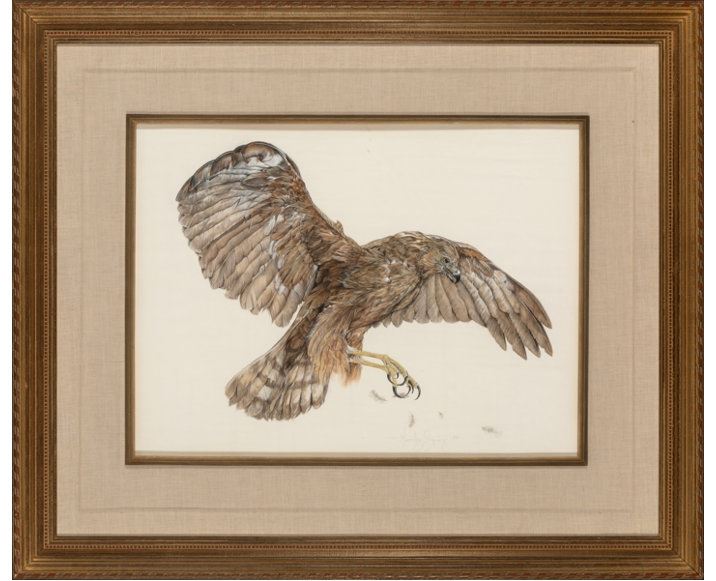 Merrilyn Jaquiery | Hawk | MutualArt