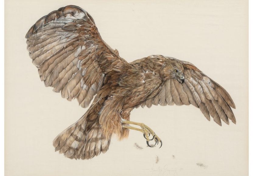 Merrilyn Jaquiery | Hawk | MutualArt