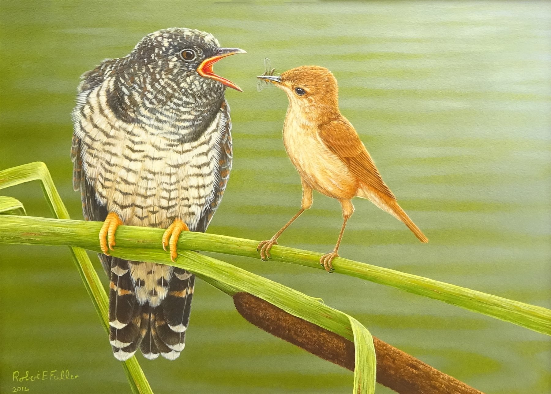 Robert E. Fuller | Reed Warbler and Cuckoo (2014) | MutualArt