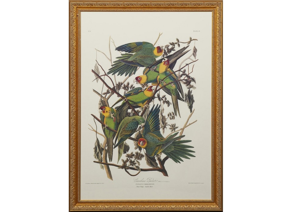 John James Audubon | Carolina Parrot | MutualArt
