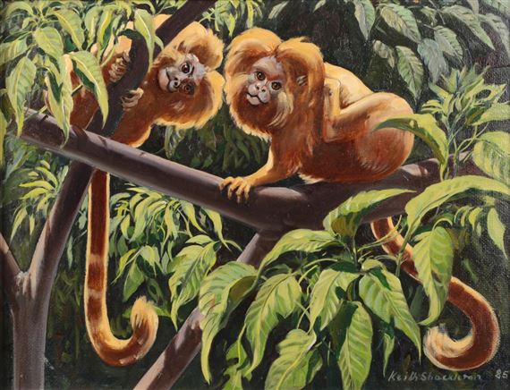 Keith Shackleton | Lion Tamarins (1985) | MutualArt