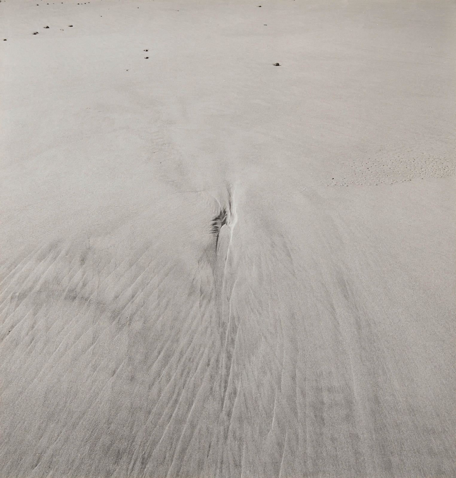 Harry Callahan | Water's Edge | MutualArt