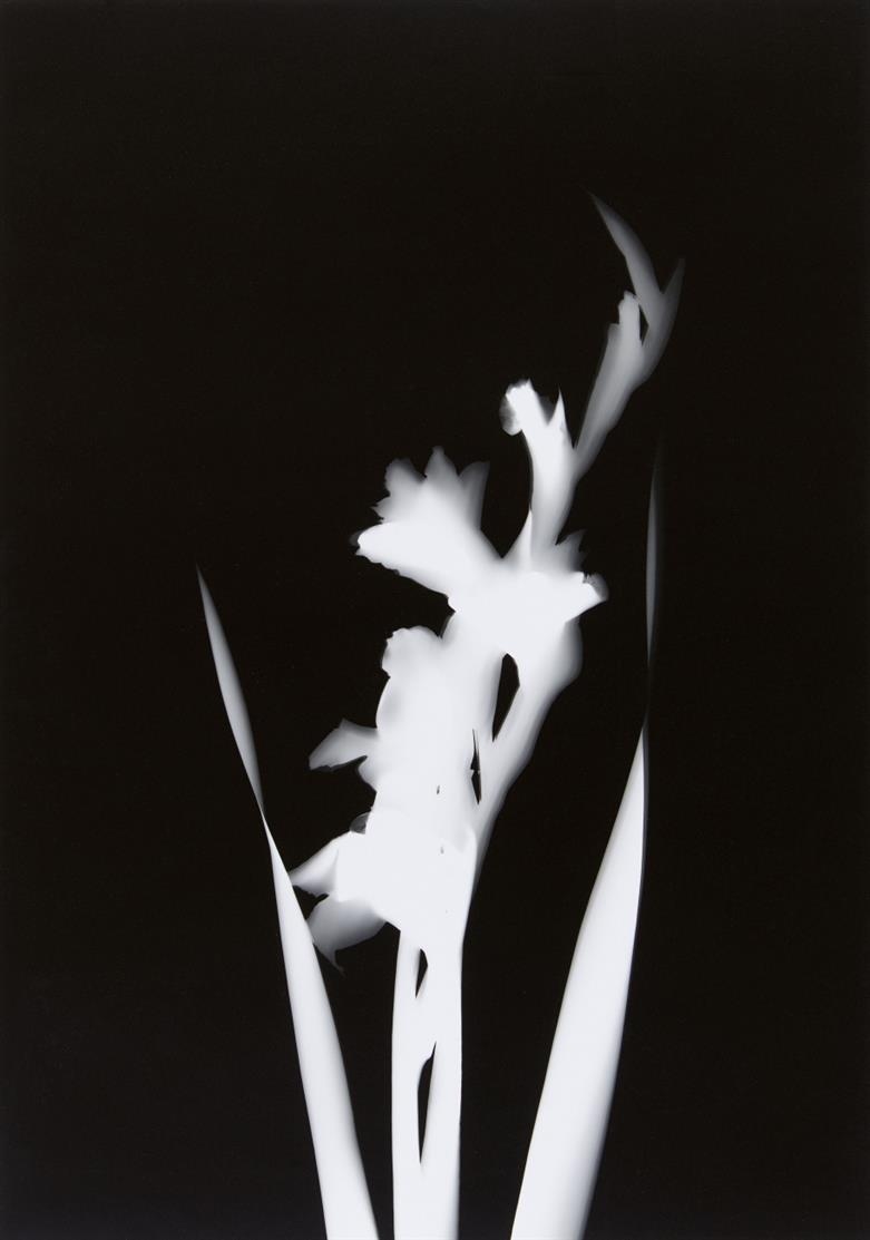 Floris Michael‏ Neusüss | VIER BLÜTENFOTOGRAMME (1997) | MutualArt