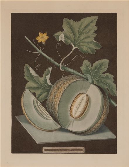 George Brookshaw | Pomona Britannica | MutualArt