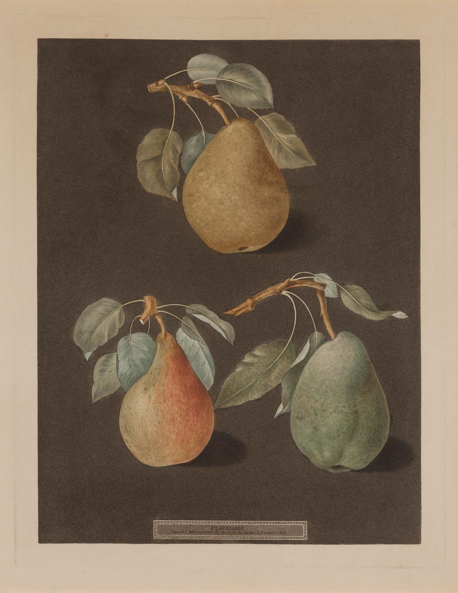 George Brookshaw | Pomona Britannica | MutualArt