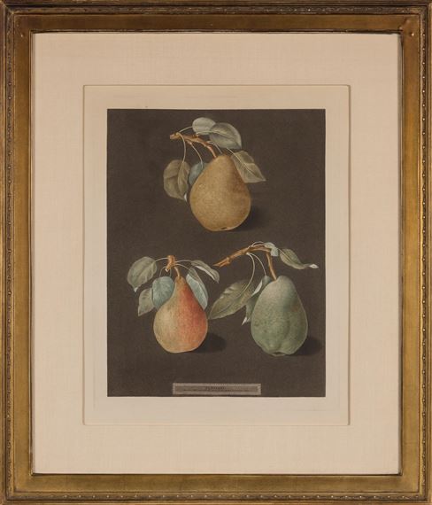 George Brookshaw | Pomona Britannica | MutualArt