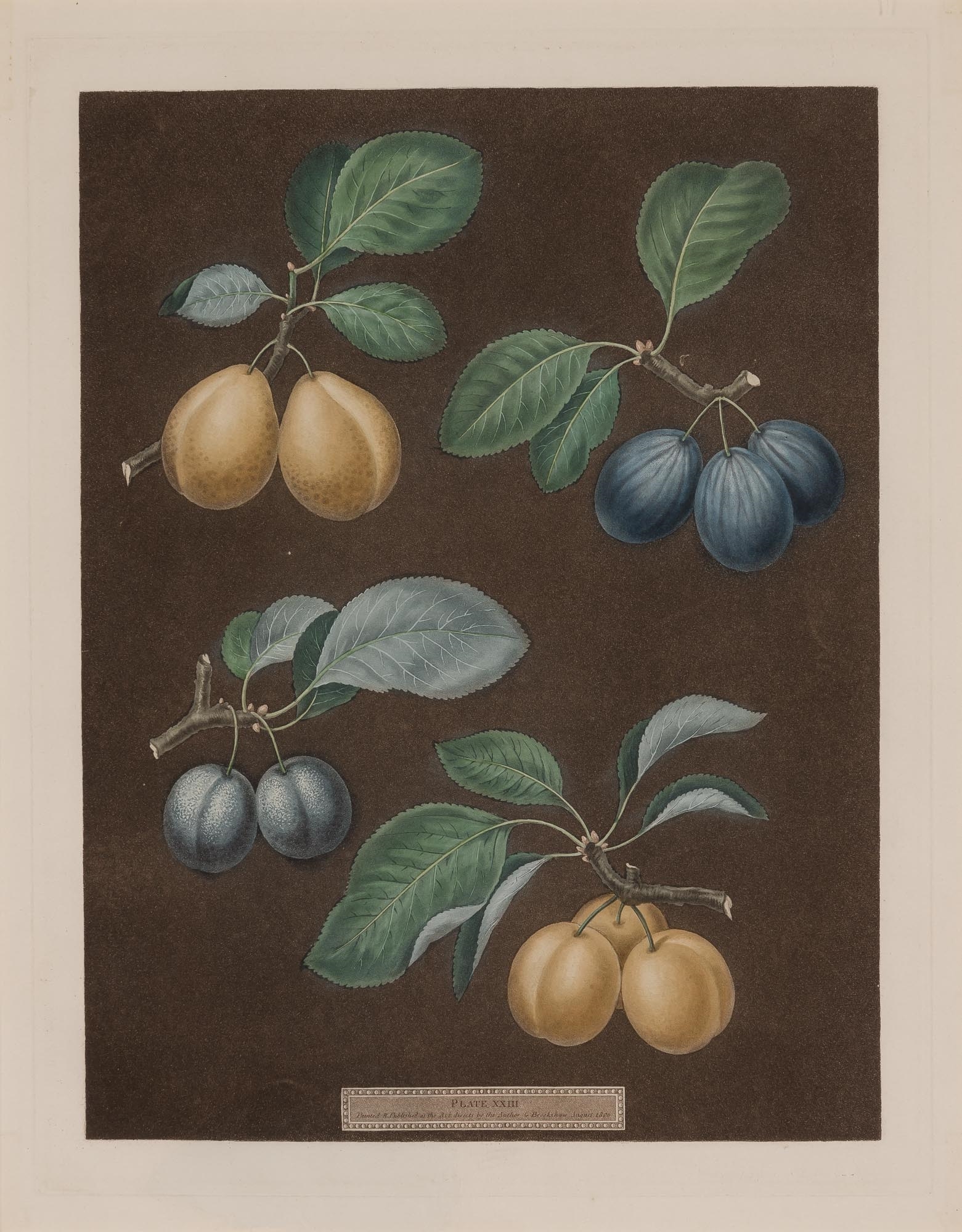 George Brookshaw | Pomona Britannica | MutualArt