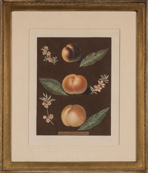 George Brookshaw | Pomona Britannica | MutualArt