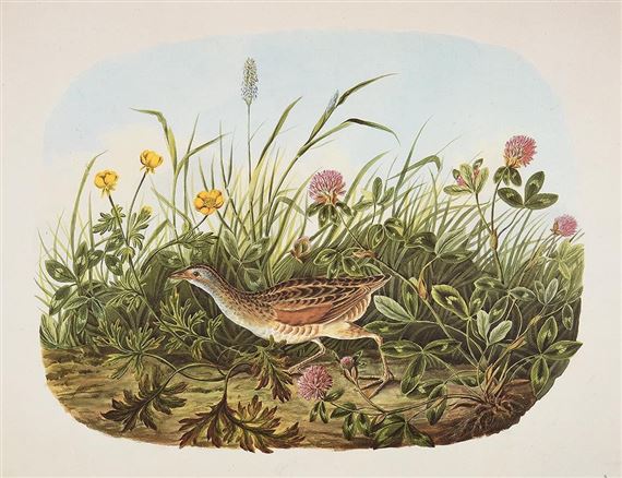Richard Dunscombe Parker | The Land-Rail or Corncrake | MutualArt