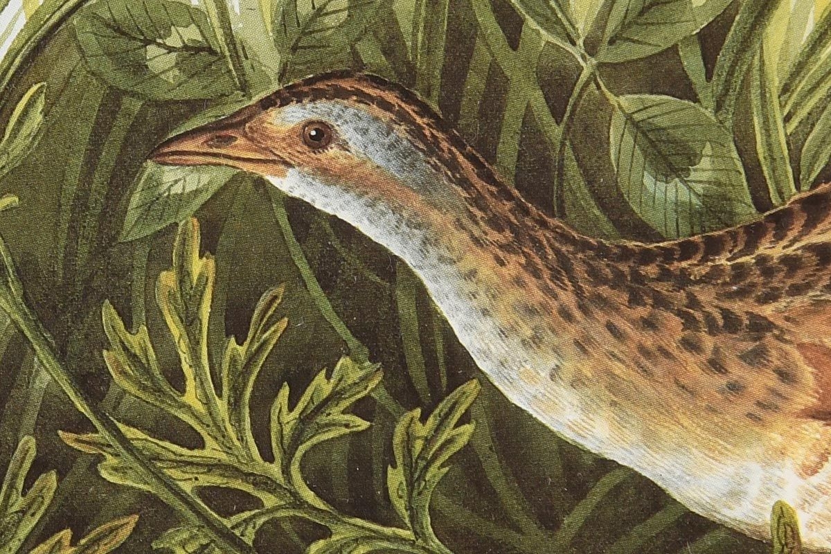Richard Dunscombe Parker | The Land-Rail or Corncrake | MutualArt