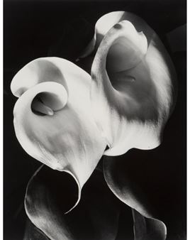 Imogen Cunningham | Two Callas (1929) | MutualArt