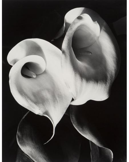 Imogen Cunningham | Two Callas (1929) | MutualArt