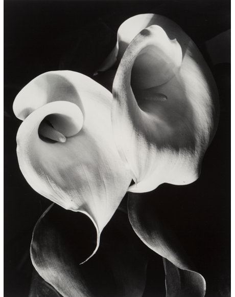 Imogen Cunningham | Two Callas (1929) | MutualArt