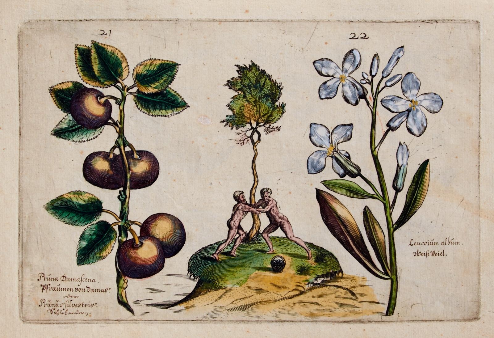 Crispijn de Passe the Younger | Hortus floridus (1614) | MutualArt