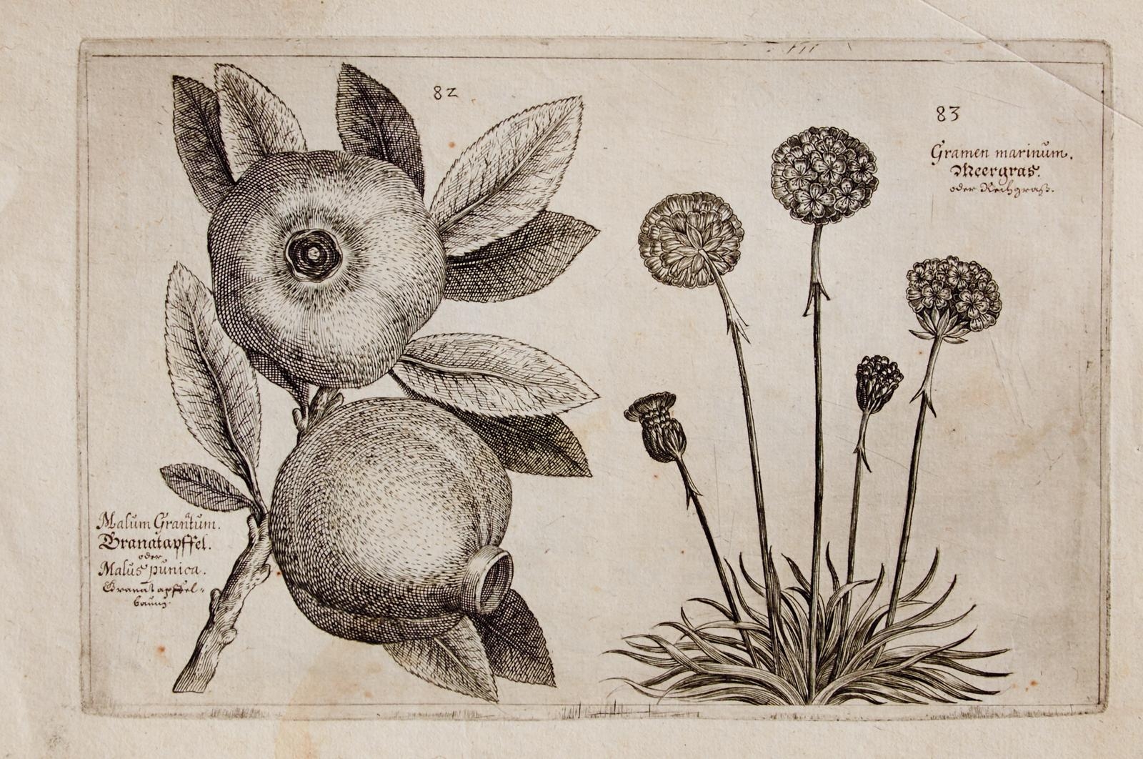 Crispijn de Passe the Younger | Hortus floridus (1614) | MutualArt