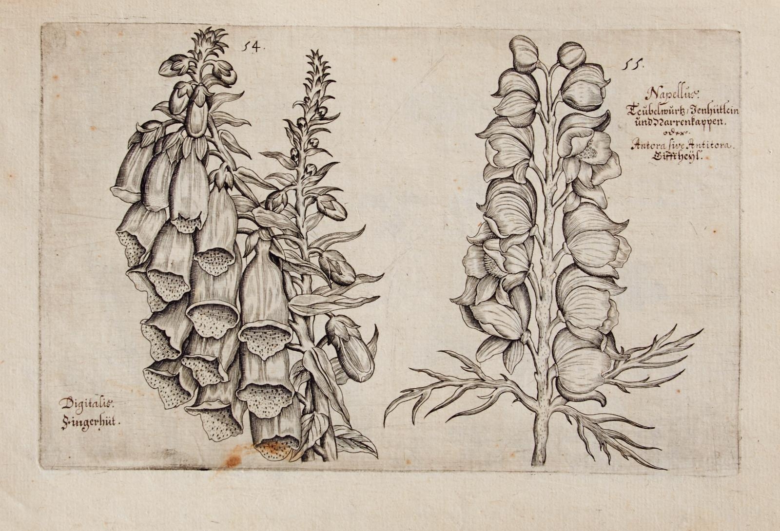 Crispijn de Passe the Younger | Hortus floridus (1614) | MutualArt