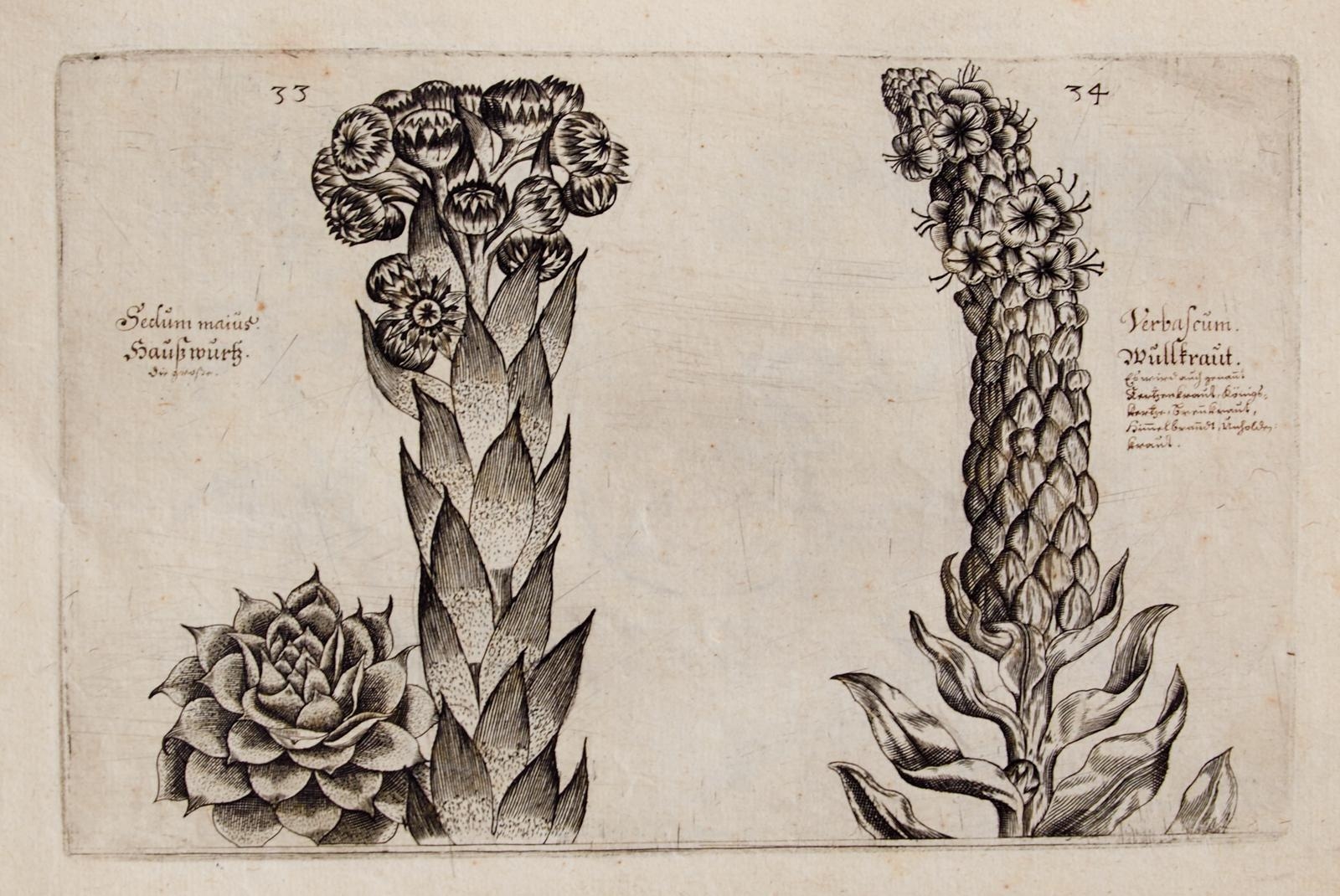 Crispijn de Passe the Younger | Hortus floridus (1614) | MutualArt