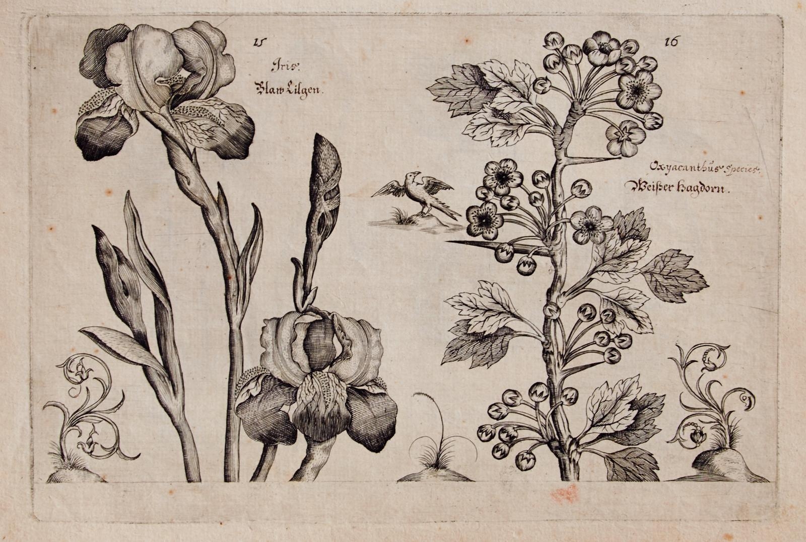 Crispijn de Passe the Younger | Hortus floridus (1614) | MutualArt