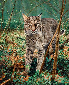 Charles Frace | Florida Bobcat | MutualArt