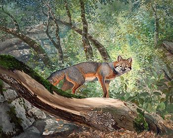 Travis Keese | Gray Fox | MutualArt