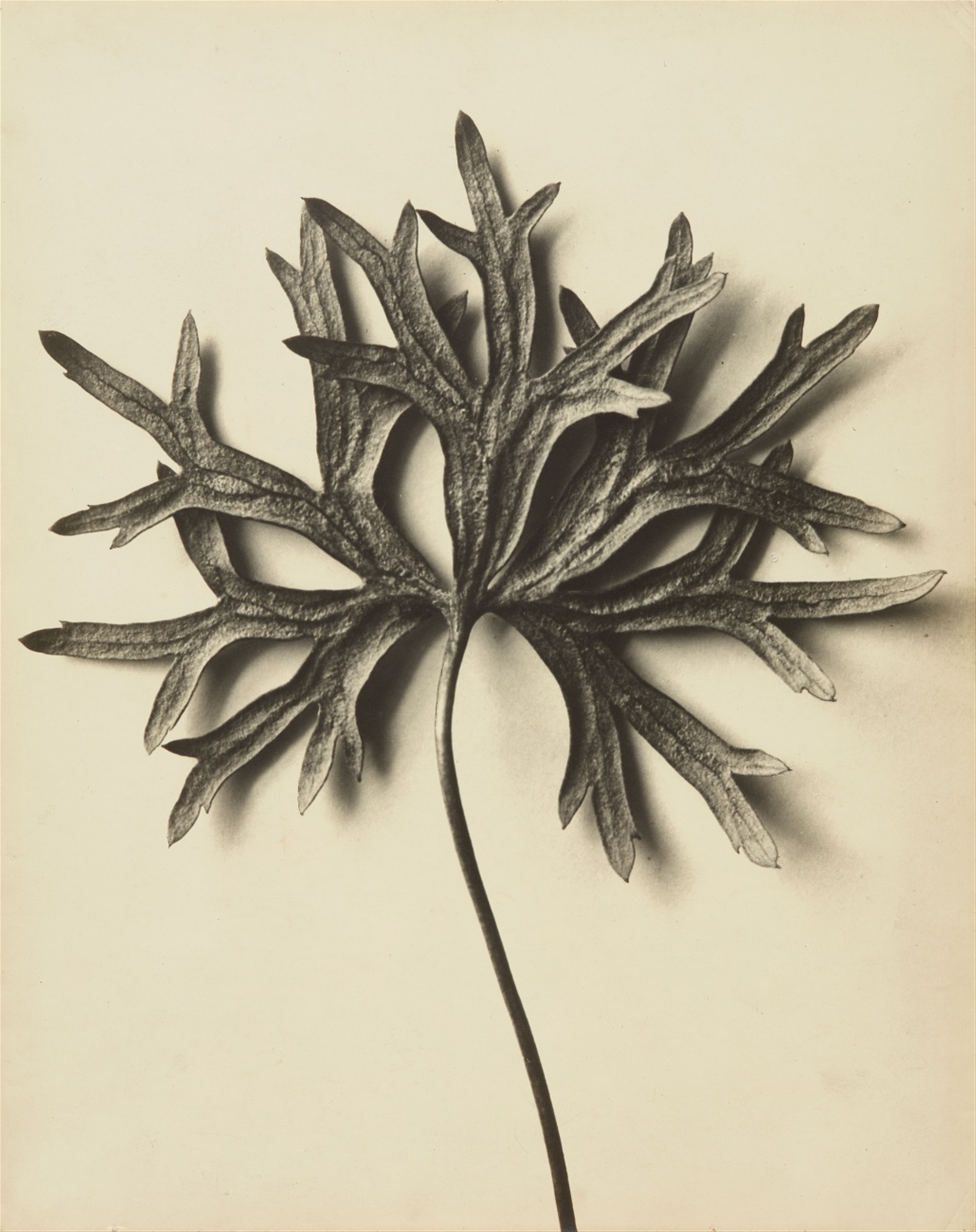 Karl Blossfeldt | Aconitum anthora (Eisenhut) (1915 - 1920) | MutualArt