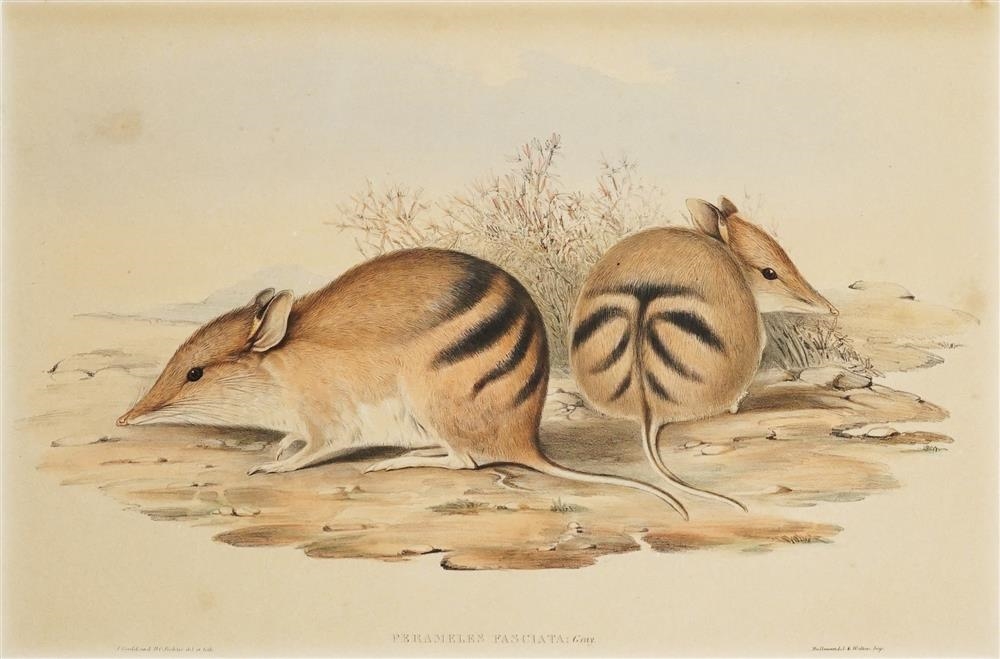 John Gould | PERAMELES FASCIATA: Banded Perameles | MutualArt