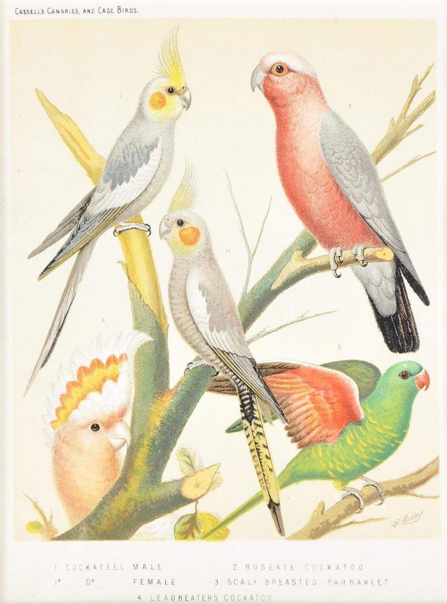 William Rutledge | A set of twelve colour prints from Cassell's ...